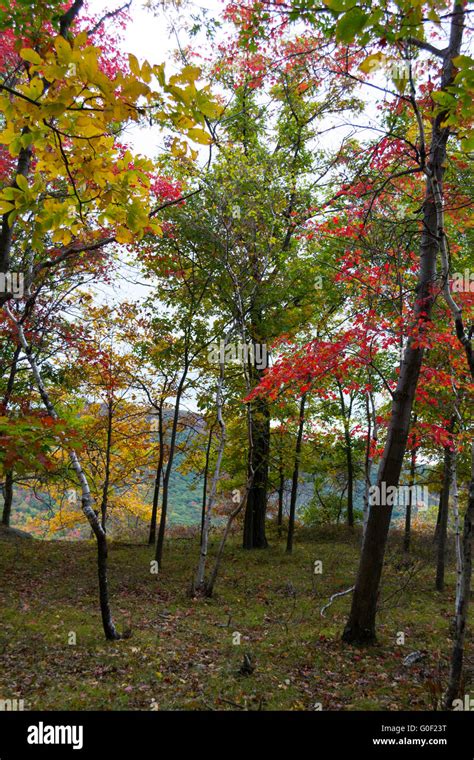 Fall Color Trees Stock Photo Alamy