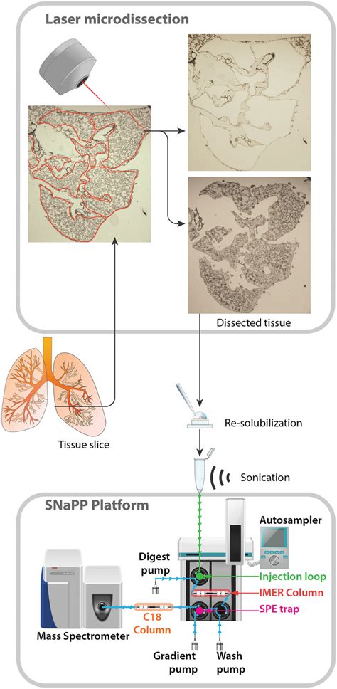 Schematic Of The Lcm Proteomics Workflow Lung Tissue Is Sliced And The