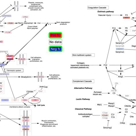 De Genes On “complement And Coagulation Cascades” Pathway Upon S