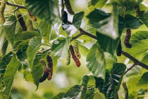 Very Mulberry Organic Harvest Time In Brentwood