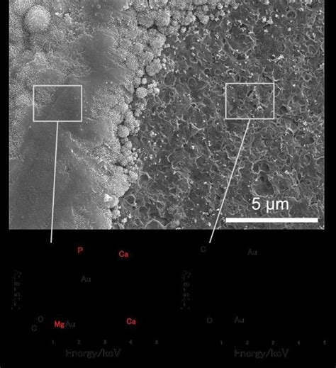 Sem Picture And Result Of Edx S Of Indicated Areas Of The Surface Of Download Scientific