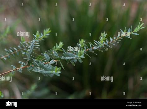 Plant Stem And Leaves Hi Res Stock Photography And Images Alamy