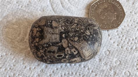 Can Anyone Help Me Identify This Rfossils