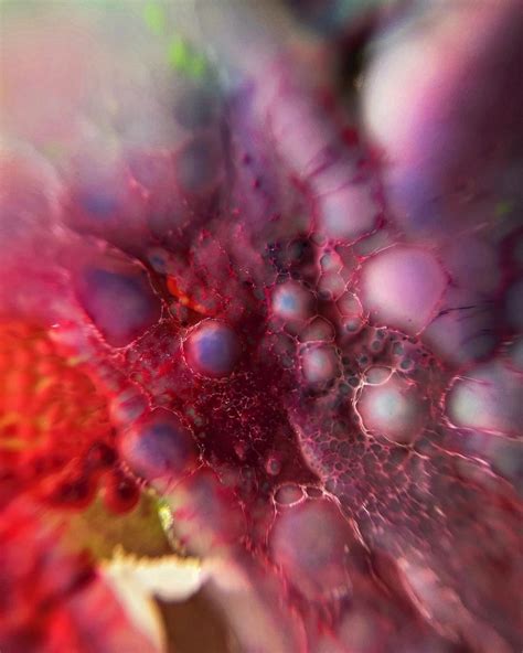 Dasha Plesen Coeval Magazine