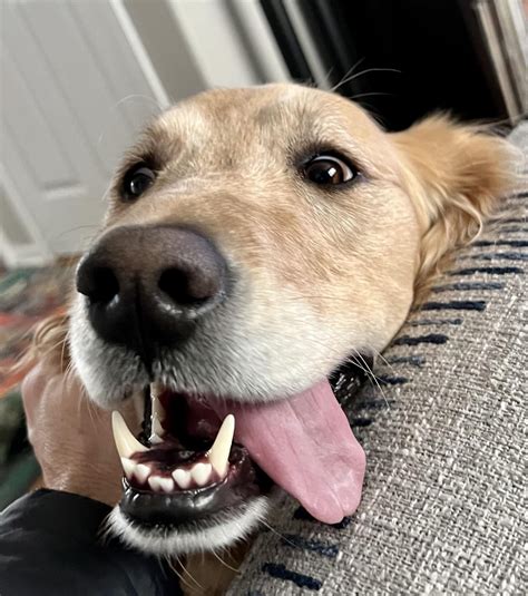 My Goofy Girl R Goldenretrievers