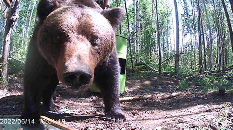 Медведица привела самца на приваду а тот от радости обмочился Видео с фотоловушек Youtube
