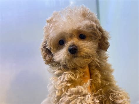 말티푸 호두 포메라니안성격 말티즈성격 말티푸성격 푸들성격 먼치킨성격 랙돌성격 브리티쉬숏헤어성격 스코티쉬폴드성격 러시안블루성격