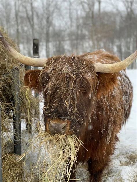 About Highlands Experience Highland Beef Today — Highlander Hills Farm