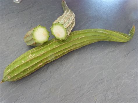 Le Pipangaille La Flore 10 Les Voyages De Gridelle