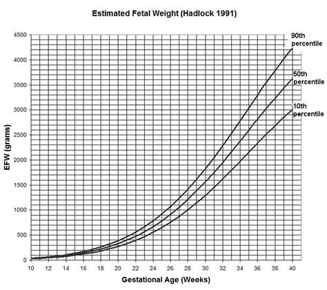 Fetal Development Chart
