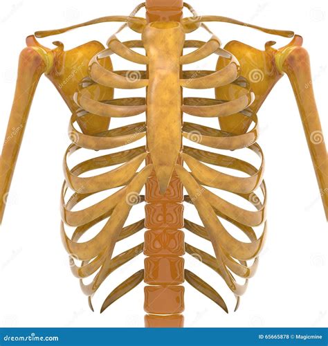 Costillas Del Cuerpo Humano