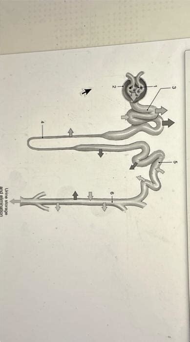 Solved Use Figure 26 2 To Answer The Following Questions