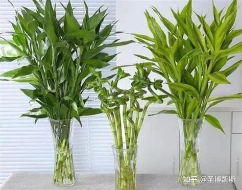 富贵竹叶子发黄是什么原因 富贵竹叶子发黄怎么修剪 知乎