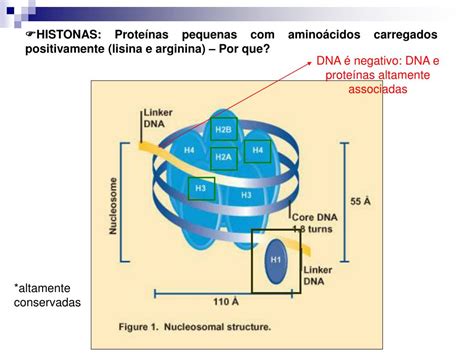 Ppt Heterocromatina Powerpoint Presentation Free Download Id1404900