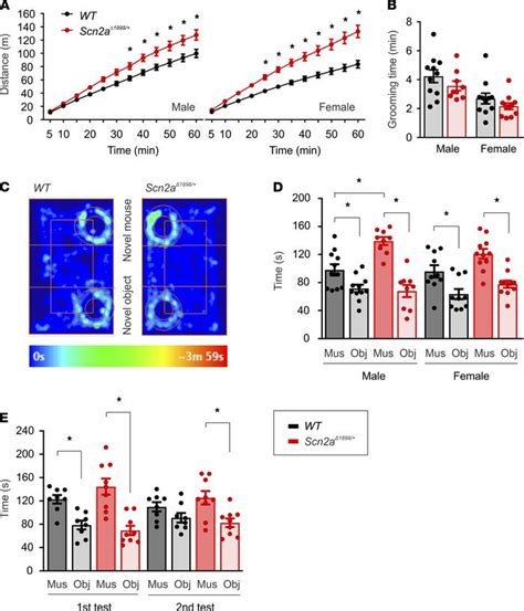 JCI Insight Scn2a Severe Hypomorphic Mutation Decreases Excitatory Synaptic Input And Causes