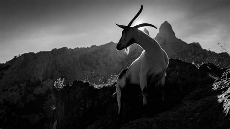 Goat Wallpaper Hd