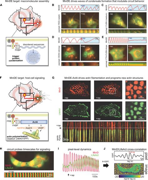 A Programmable Reaction Diffusion System For Spatiotemporal Cell Signaling Circuit Design Cell