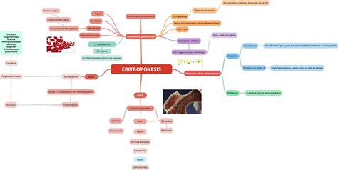 Eritropoyesis MARIANGEL NOSSA MURCIA UDocz