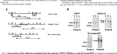 Figure 1 From Use Of The Cre Lox Recombination System To Develop A Non Lethal Knock In Murine