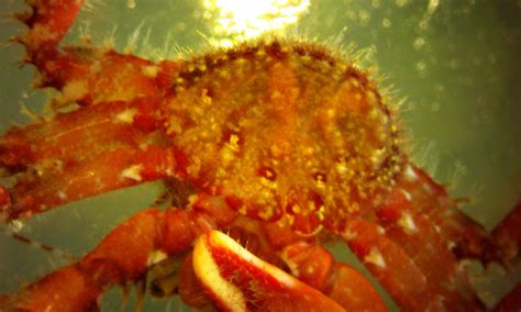 Acantholithodes Hispidus