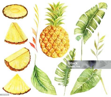 수채화 전체 파인애플 세트와 슬라이스 열대 녹색 식물과 잎 흰색 배경에 손으로 그려진 고립 된 그림 수채화에 대한 스톡 벡터