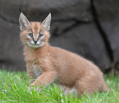 Внешний вид каракала Название восходит к тюркскому языку и в дословном