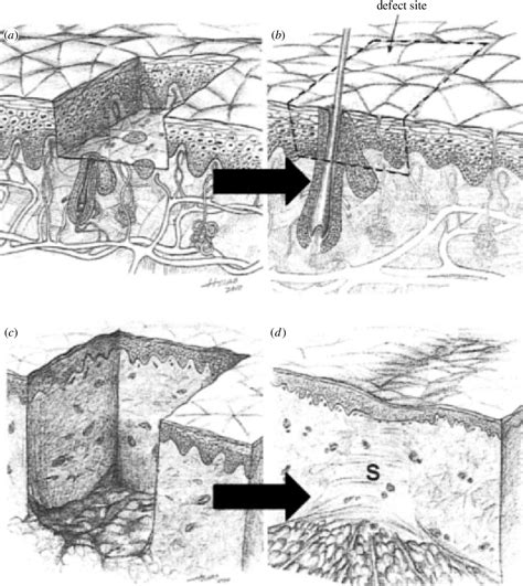 Figure 1 From Similarities And Differences Between Induced Organ