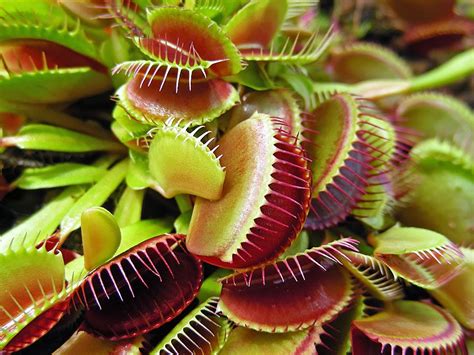 Droseraceae Carnivorous Plants Sundews And Pitcher Plants Britannica