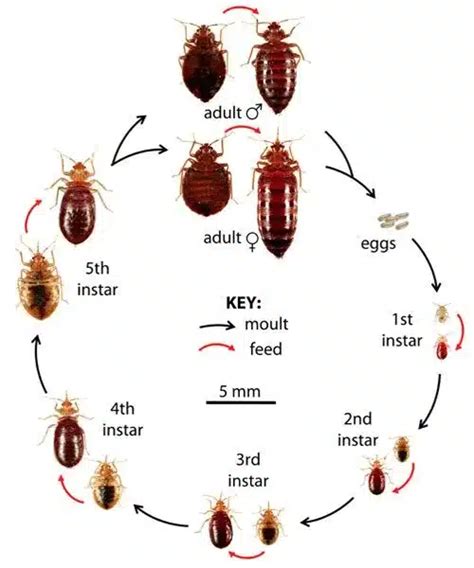 Bed Bug Nymph Identification Thermopest Bed Bug Treatment