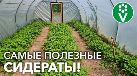 С ЭТИМИ СИДЕРАТАМИ ПОЧВА В ТЕПЛИЦЕ ВНОВЬ ЗДОРОВАЯ И ПЛОДОРОДНАЯ! Лучшие ...