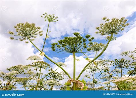 Cow Parsnip Or The Toxic Hogweed Blossoms Stock Image Image Of Summer Flowers 59145381 Cow Parsnip Or The Toxic Hogweed Blossoms Stock Image Image Of Summer Flowers 59145381