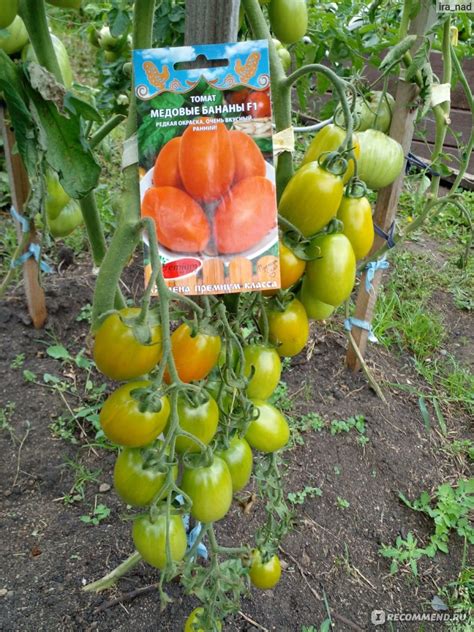 Семена томата Медовые бананы F1 Premium seeds - « Лучшие помидоры для ...