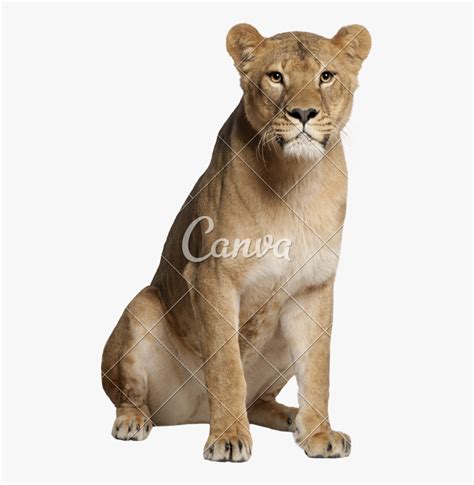 Lioness Sitting Back