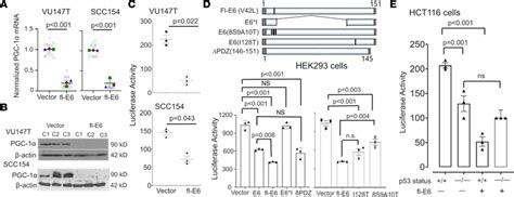 Fl E6 Represses Pgc 1α Levels By Reducing P53 Dependent Pgc 1α Promoter