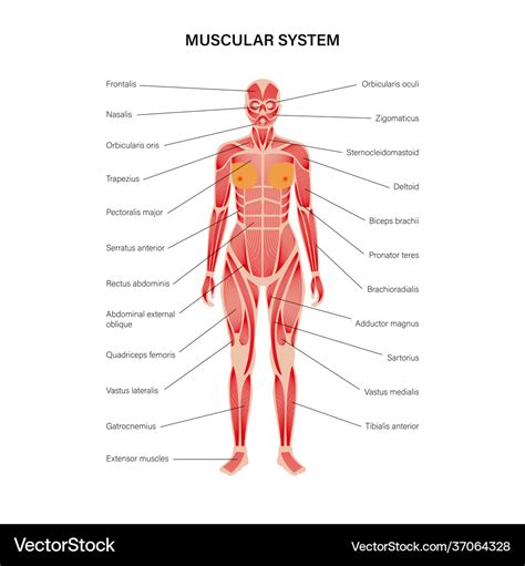 Muscular System Labeled Diagram Basal Ganglia Direct And Indirect