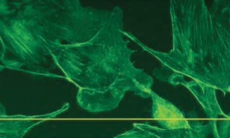 Lumencor Resources Solid State Illumination For Microscopy And More