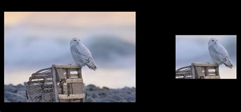 How SENSOR Size Affects Noise The TRUTH May Surprise You VIDEO Shutterbug