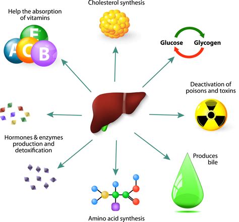 Hepatic Function Panel Empire City Laboratories Medical Lab Testing