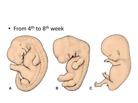 Dermatomes And Development Of Limbs Copypptx Death Injury Or