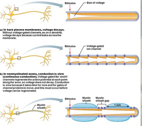 Learning And Behavior Flashcards Quizlet