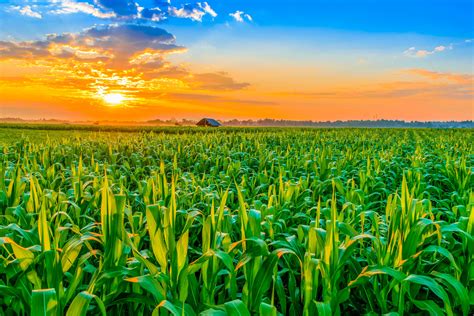 Area Corn Fields Looking Great To Start July The Elgin Review Online