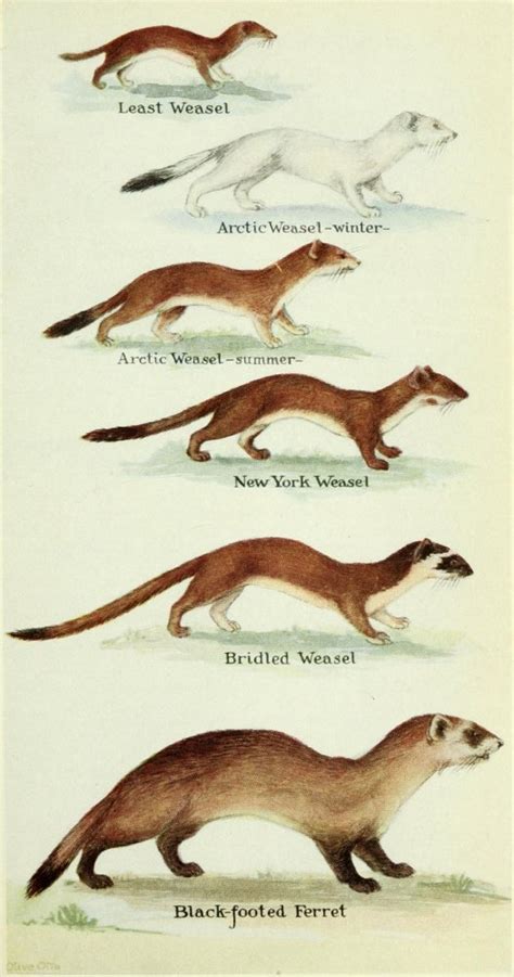 Weasel Vs Ferret