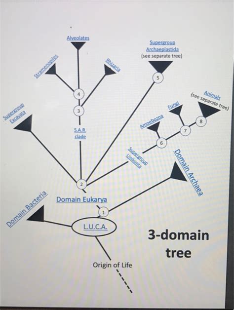 Alveolates Supergroup Archaeplastida See Separate