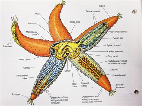Lovely Starfish Anatomy Of A Starfish