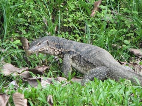 Specimen Of The Week 314 The Asian Water Monitor Hatchling Ucl Ucl