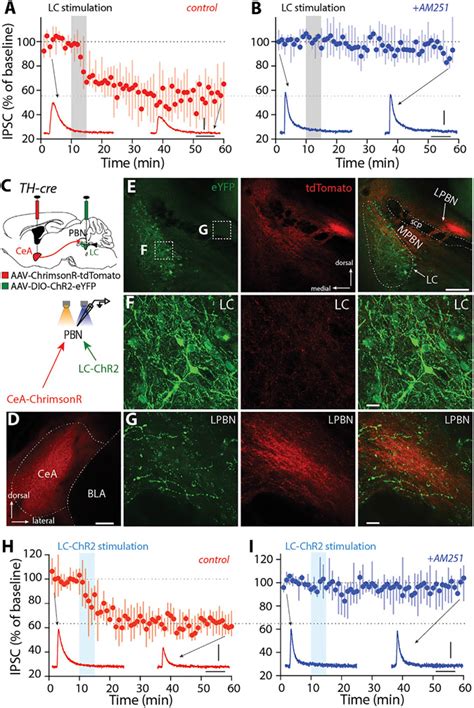 Locus Coeruleus Anchors A Trisynaptic Circuit Controlling Fear Induced Suppression Of Feeding Pmc