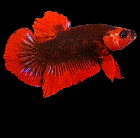Hellboy Hmpk Male Zaga Farm