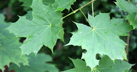 Brandywine Maple Growing And Care The Garden Magazine