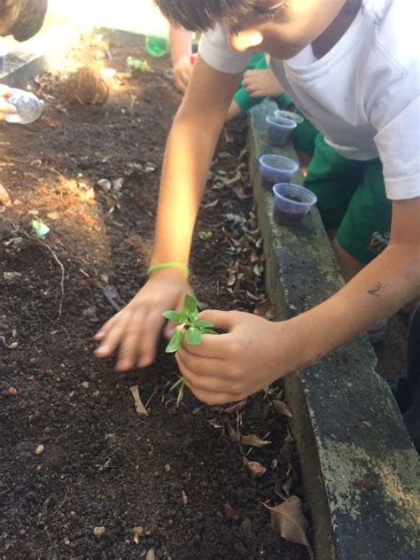 2º Ano Projeto A Origem Dos Alimentos
