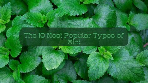 The 10 Most Popular Types Of Mint The Tea House Chronicles